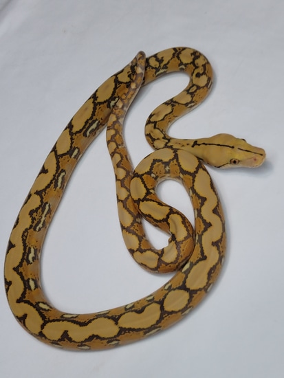 Orange Glow Het Purple Reticulated Python by Reptilian Exotics