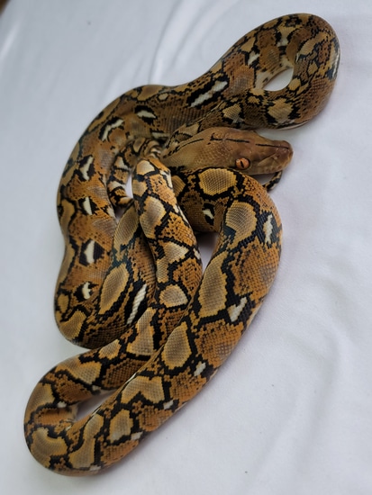 Normal Het Purple Reticulated Python by Reptilian Exotics