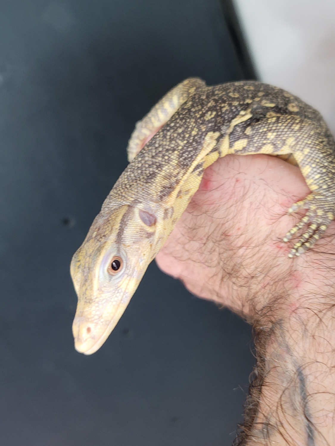 T Positive Albino Water Monitor by Reptilian Exotics - MorphMarket