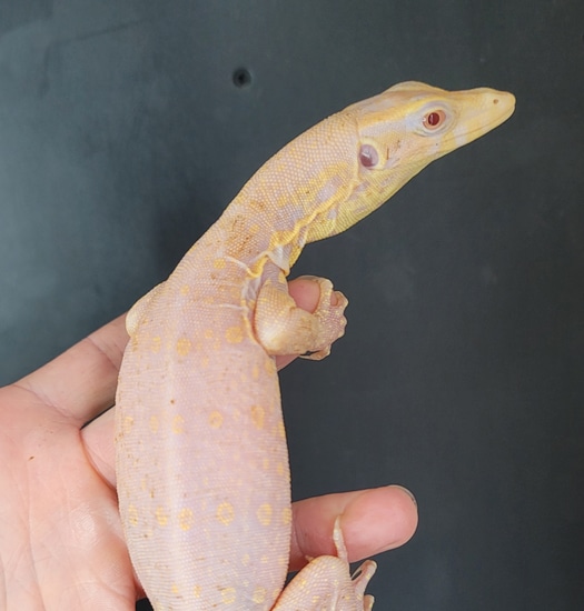 T Negative Albino Asian Water Monitor by Reptilian Exotics