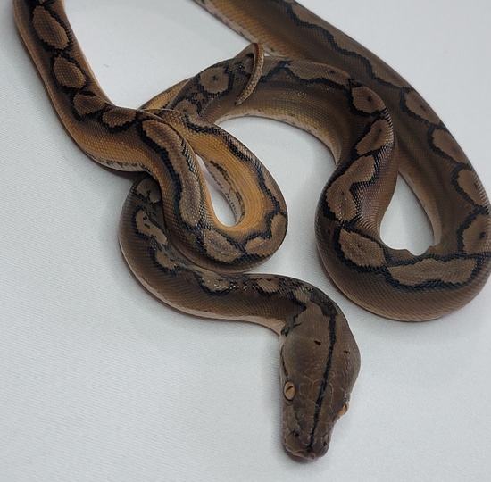 Motley SunFire 100% Het Albino (White Or Purple) Reticulated Python by ...