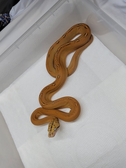 Mocha Platinum Goldenchild Reticulated Python by Reptilian Exotics