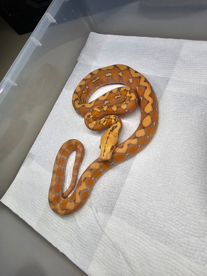 Purple Albino Reticulated Python by Reptilian Exotics