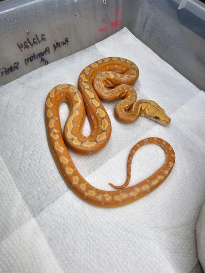 Purple Albino Phantom Sunfire Reticulated Python by Reptilian Exotics