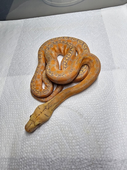 Purple Marble Phantom Reticulated Python By Reptilian Exotics