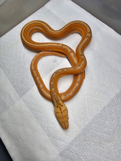 Purple Albino Marble Phantom Sunfire Reticulated Python by Reptilian ...