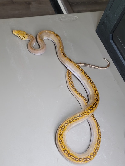 Mochino Pied Reticulated Python by Reptilian Exotics