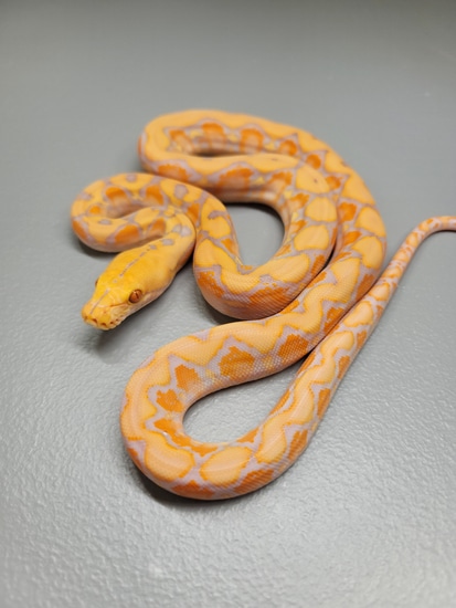Lavender Albino Reticulated Python by Reptilian Exotics