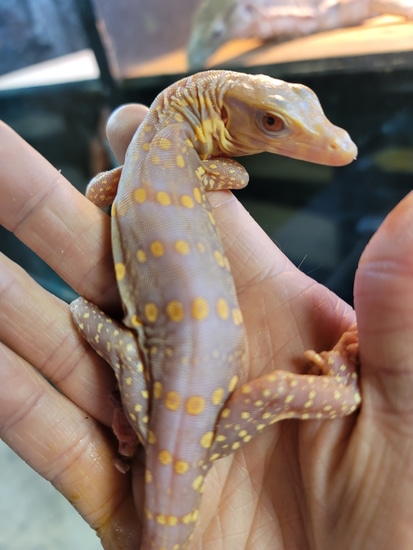 T-Negative Albino Asian Water Monitor by Reptilian Exotics