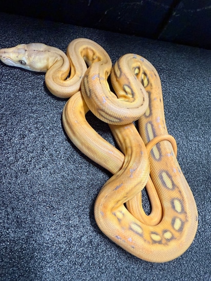 OrangeGlow Platinum Tiger Spitfire (Paradox) Reticulated Python by ...