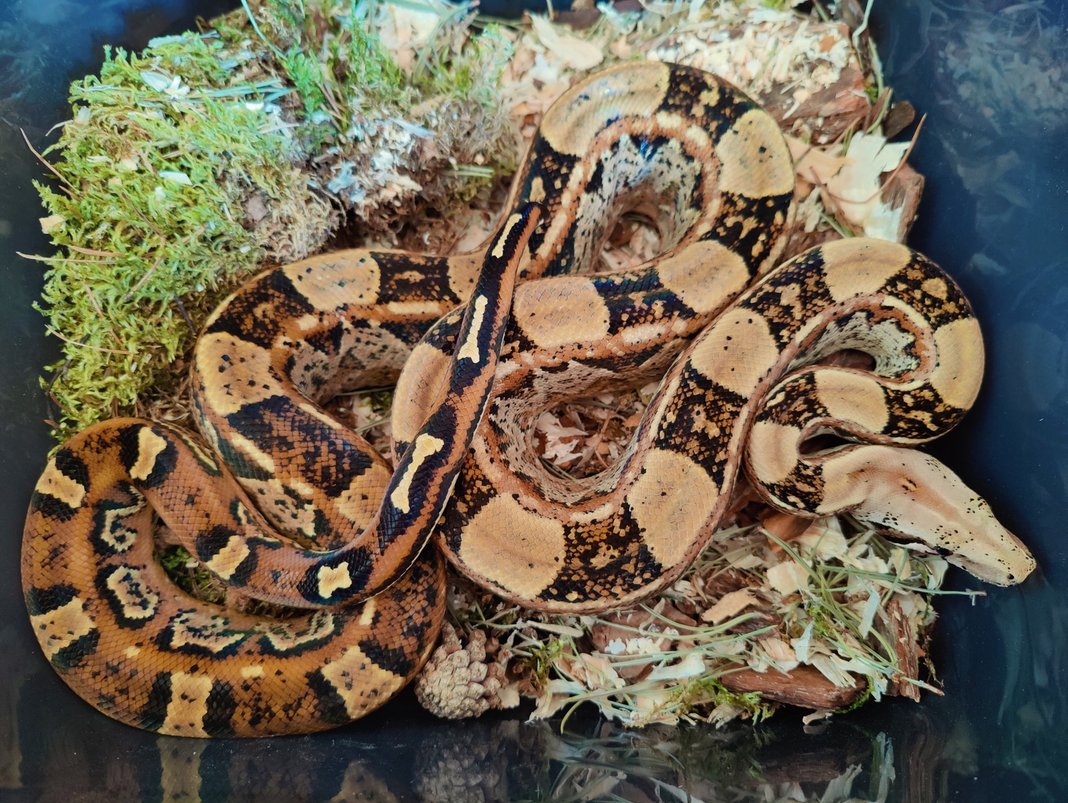 Super Raptor Boa Constrictor by Strausbergreptiles - MorphMarket