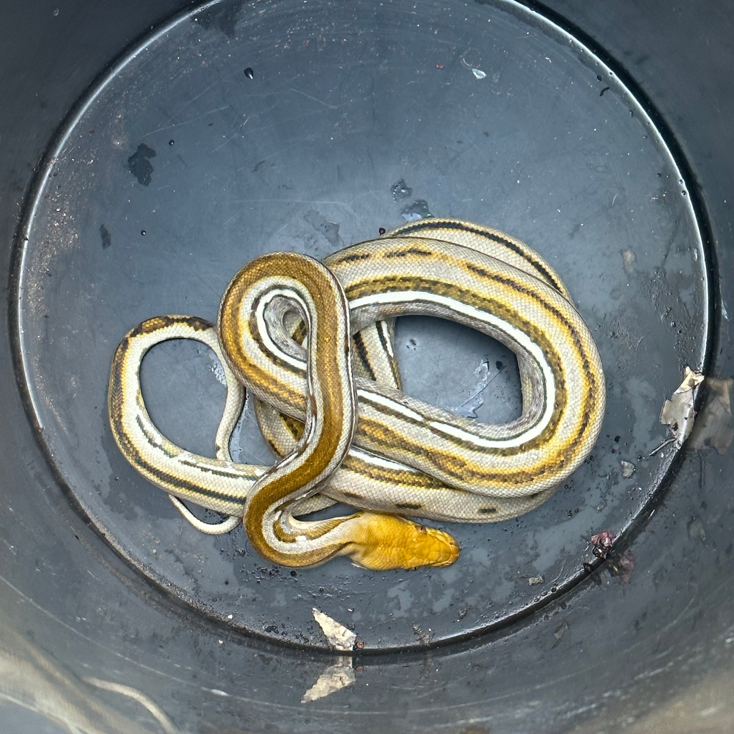 Platinum Genetic Stripe Het 100% Albino Reticulated Python by Royal constrictor genetics ...