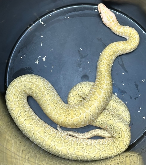 Hypo Granite Burmese Python by MMR Reptiles