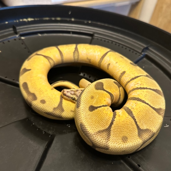 Microscale Enchi Firefly Hypo Ball Python by MMR Reptiles