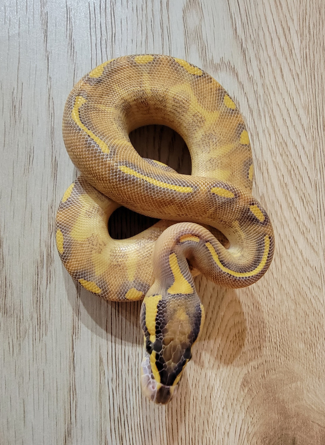 Enchi Highway Ball Python by Emberleaf Reptiles - MorphMarket