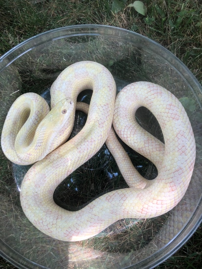 Cbb Horry County SC Moonshine Eastern Rat Snake by Captive Born and ...