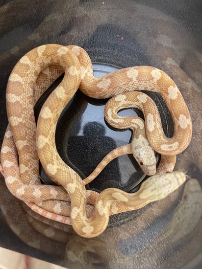 Pure Horry Co SC Moonshine Ratsnakes Eastern Rat Snake by Captive Born ...