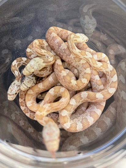Pure Horry Co SC Moonshine Ratsnakes Eastern Rat Snake by Captive Born ...