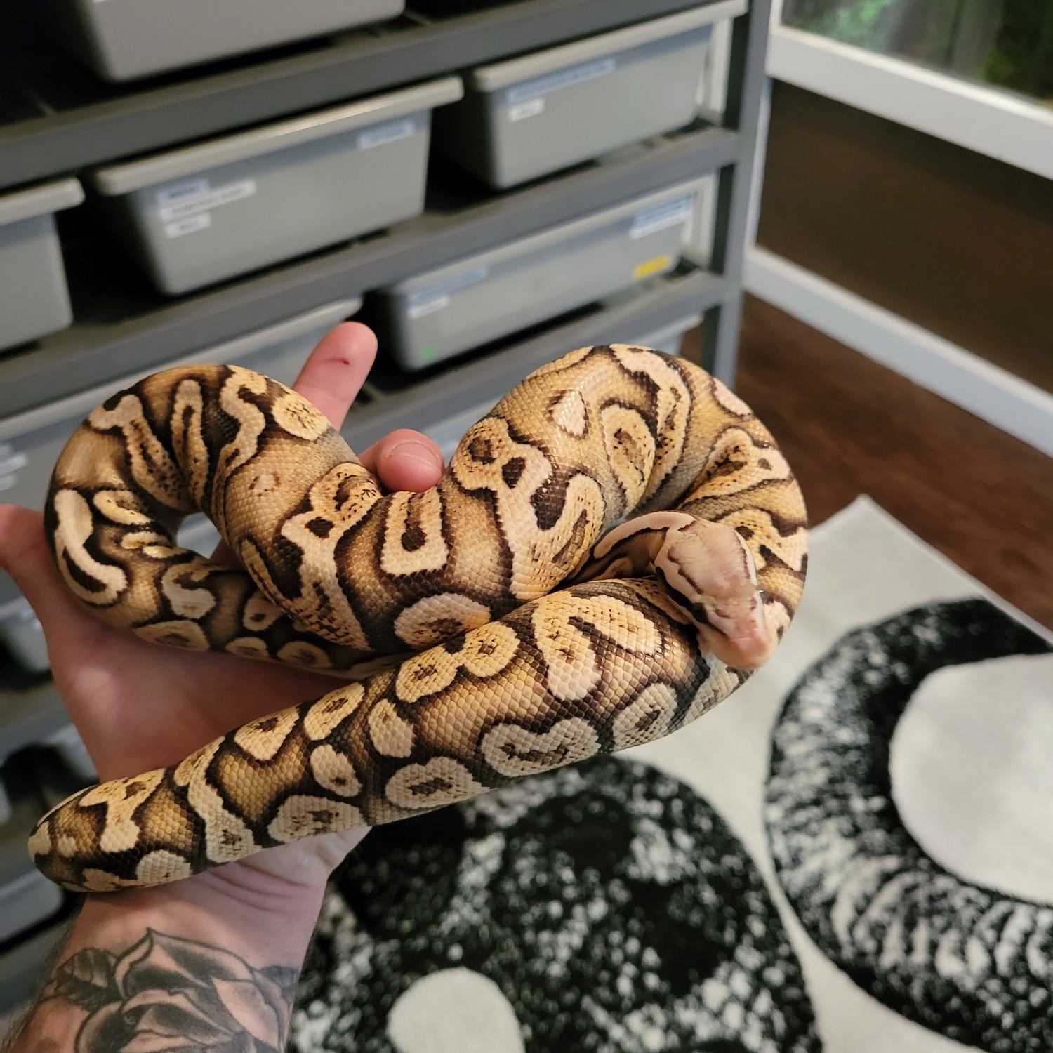 Pastel GHI Vanilla Special Ball Python by StrictlySerpents - MorphMarket
