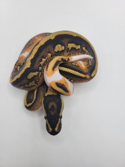 OD Pied (Crazy Pattern) Ball Python by StrictlySerpents