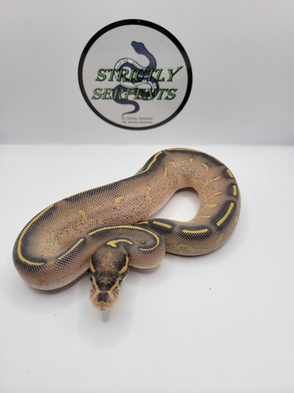 22 Highway Pos Het Pied Ball Python by StrictlySerpents