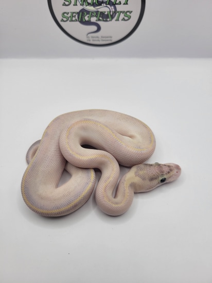 Ivory Pos Het Pied Ball Python by StrictlySerpents