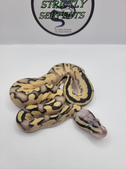 Firefly Yellow Belly Pos OD Ball Python by StrictlySerpents