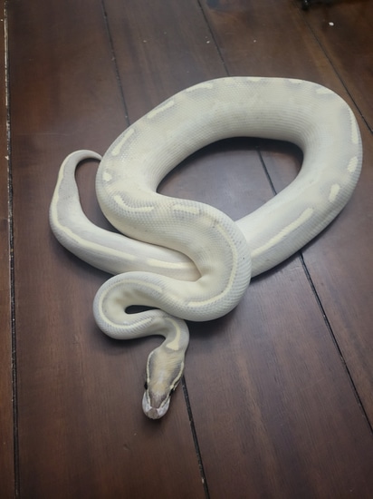 Highway Het Pied Ball Python by StrictlySerpents