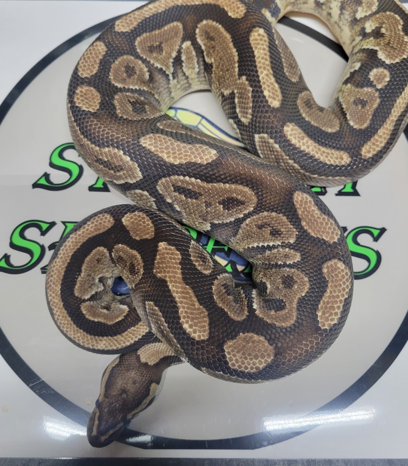 Fire Yb Ball Python by StrictlySerpents - MorphMarket