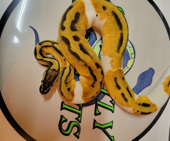 Od Pied Ball Python by StrictlySerpents