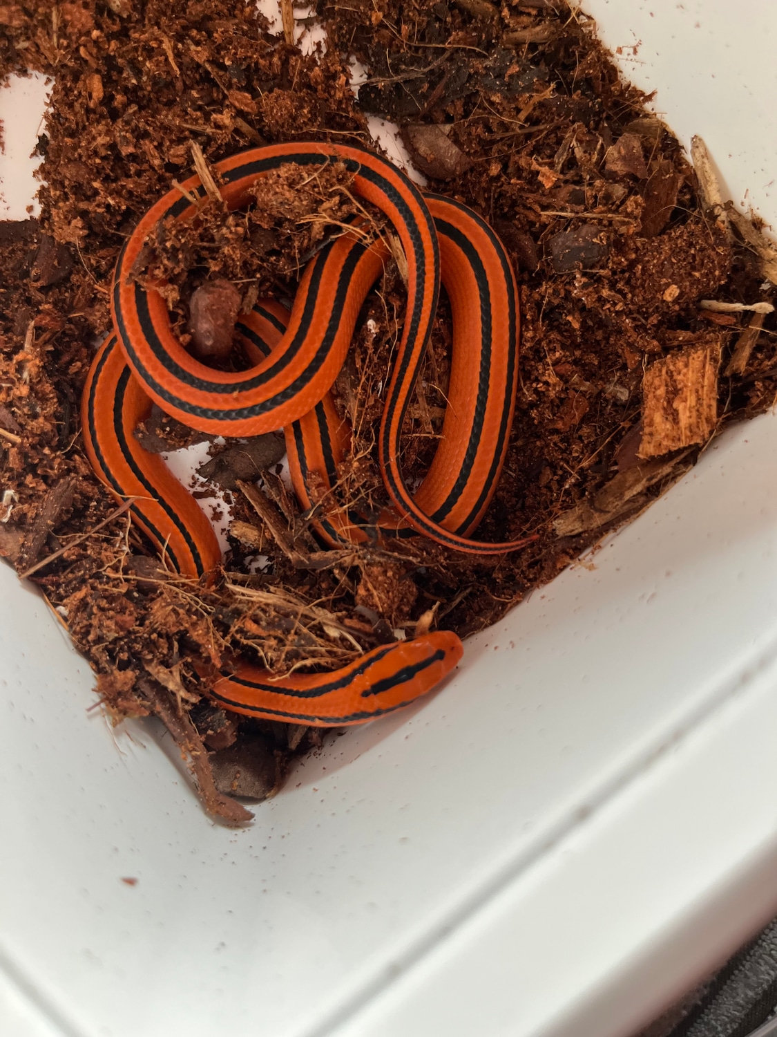 CB23 Thai Bamboo Rat Snake by Strictly Snakes - MorphMarket