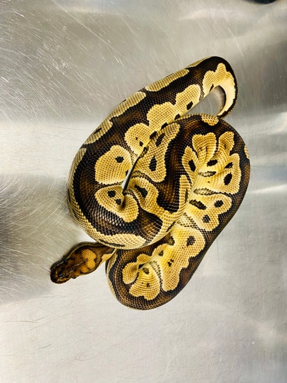 Clown Ball Python by Strike Constrictors
