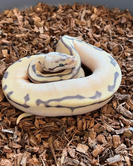 Super Pastel Orange Dream Spider 66% Het Pied Ball Python by Striking_morphs