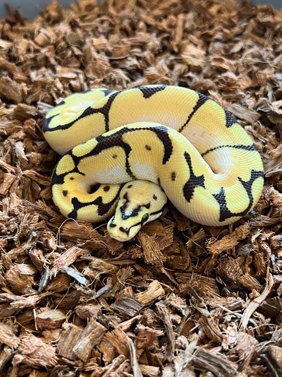 Orange DreamBee 66%Het Pied Ball Python by Striking_morphs