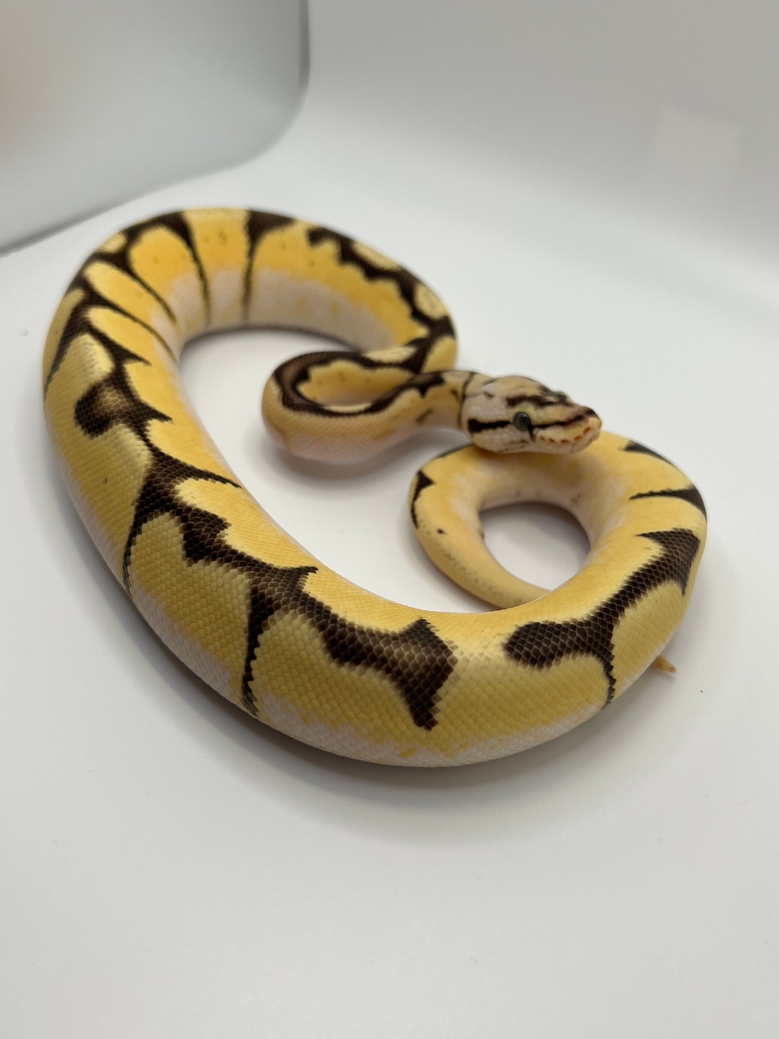 Orange DreamBee 66%het Pied Ball Python by Striking_morphs - MorphMarket