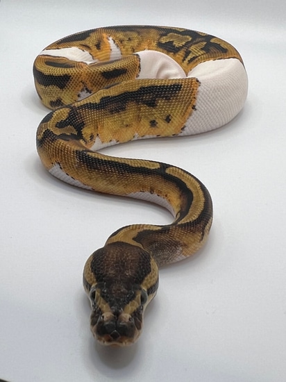 Pied Ball Python by Striking_morphs