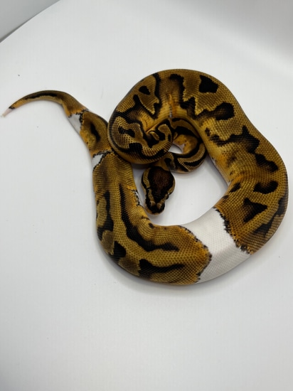Pied Ball Python by Striking_morphs
