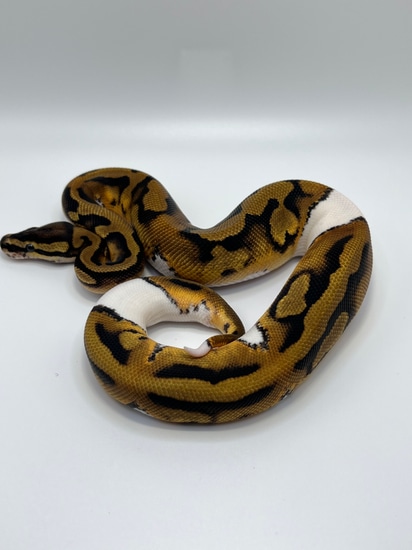 Pied Ball Python by Striking_morphs