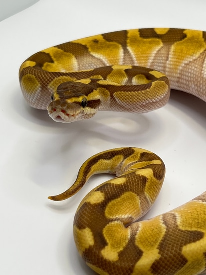 Enchi Lesser Poss Het Pied Ball Python by Striking_morphs