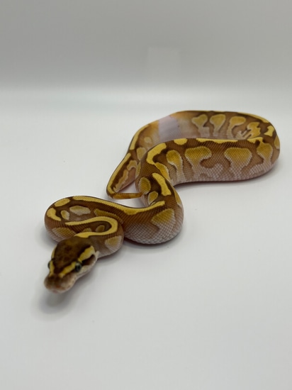 Lesser Poss Het Pied W/Ringer Ball Python by Striking_morphs