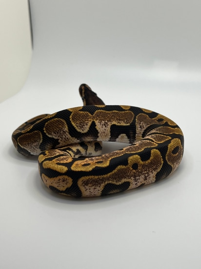 Calico Ball Python by Striking_morphs