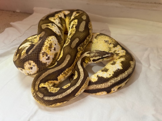 Calico Firefly Ball Python by Striking_morphs