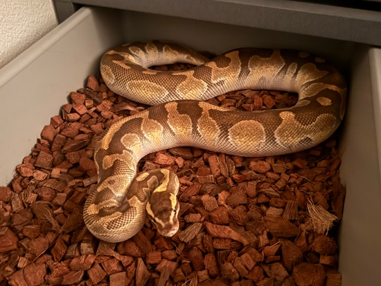 Enchi Lesser Proven Breeder Ball Python by Striking_morphs