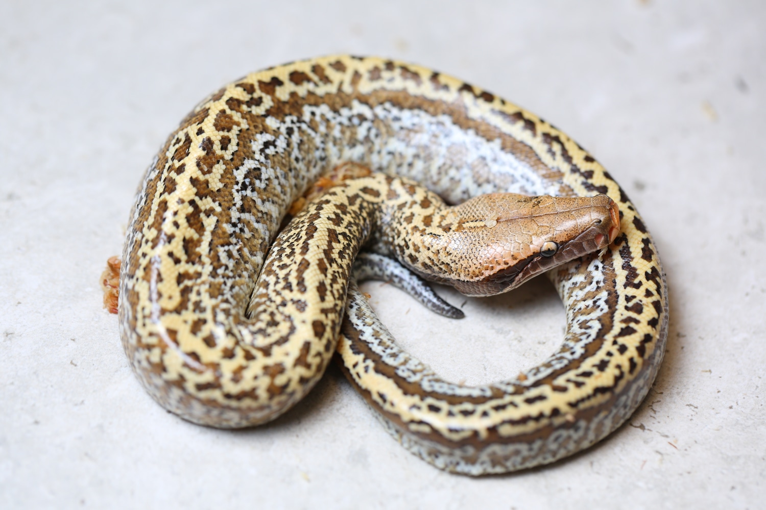 Batrix (50% Het T+ Albino/50% VPI Hypo) Blood Python by Striking ...