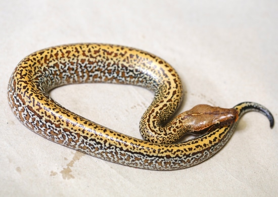 Batrix (50% Het T+ Albino/50% VPI Hypo) Blood Python by Striking Pythons