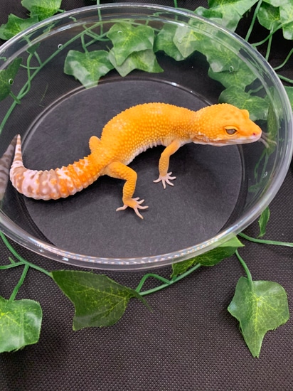 Sunglow Tangerine Tremper Albino Leopard Gecko by This-n-That Exotics