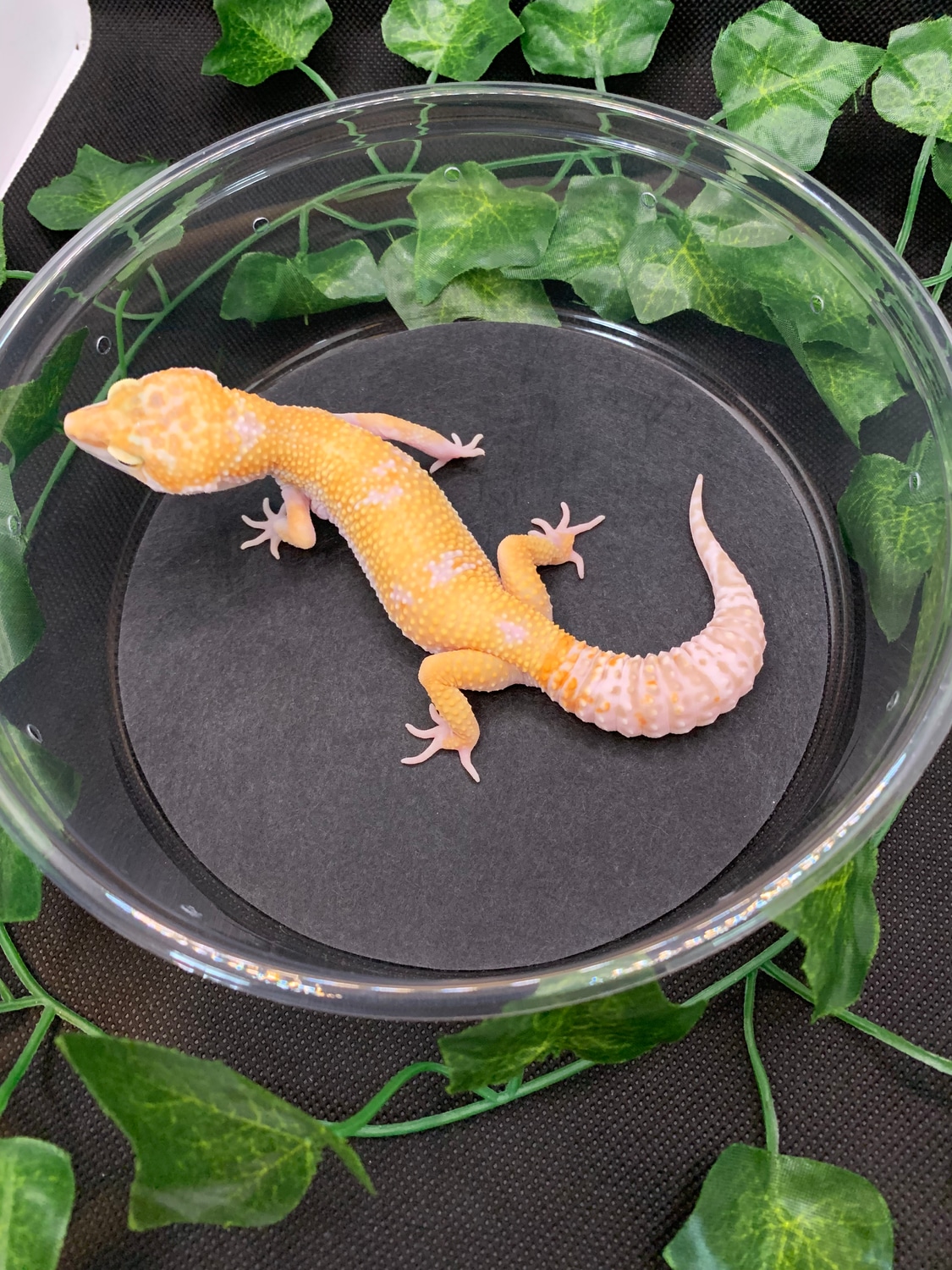 Mack Snow Sunglow Tangerine Tremper Albino Het Eclipse Leopard Gecko by ...