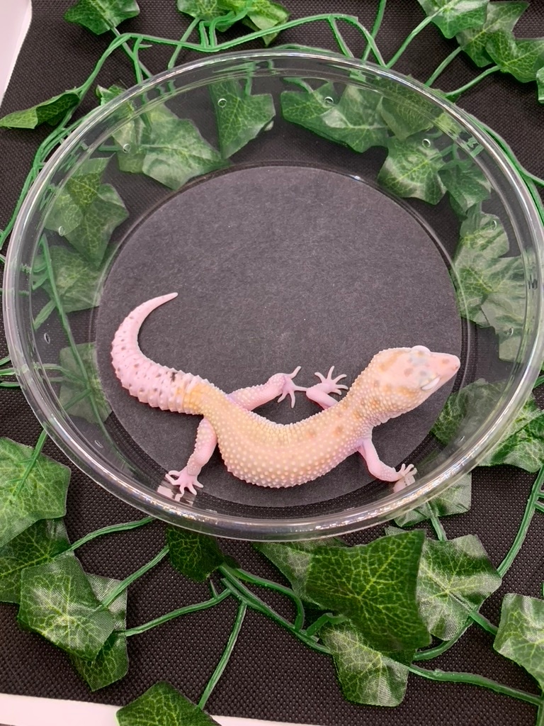 Female Paradox White And Yellow Eclipse Het Tremper Leopard Gecko by ...