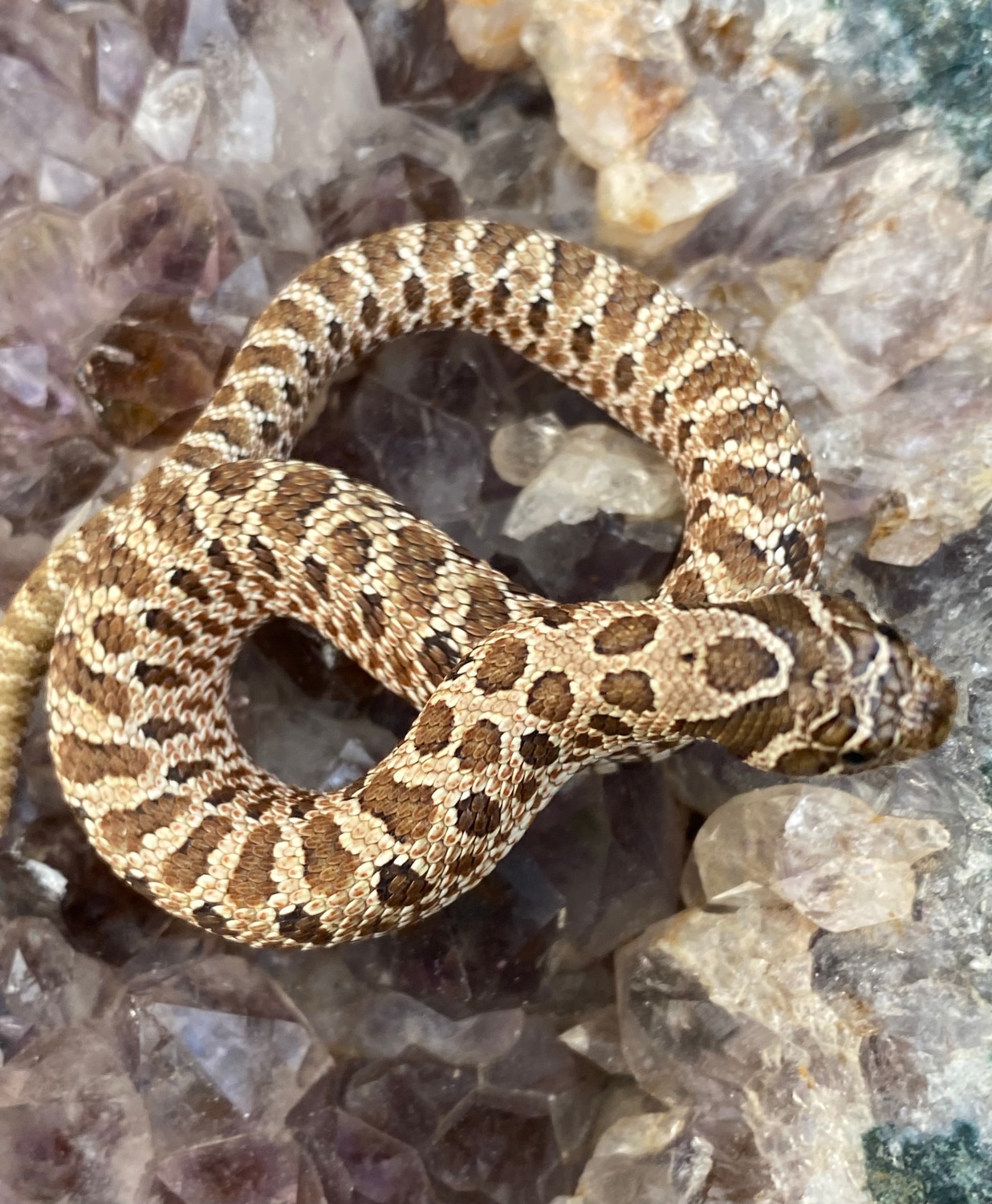 1.0 66% Het Leucistic Western Hognose by Hognose Morphologics - MorphMarket