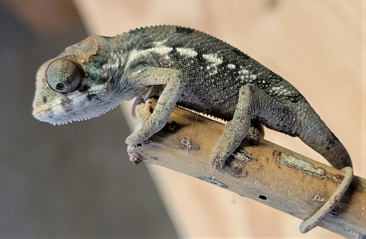 Nosy Be Panthers-4 Months Old Panther Chameleon by Strohl's Herptiles ...